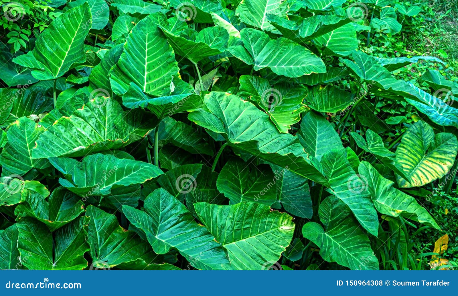 Top View of Big Green Taro Leaves after Raining Stock Photo - Image of ...
