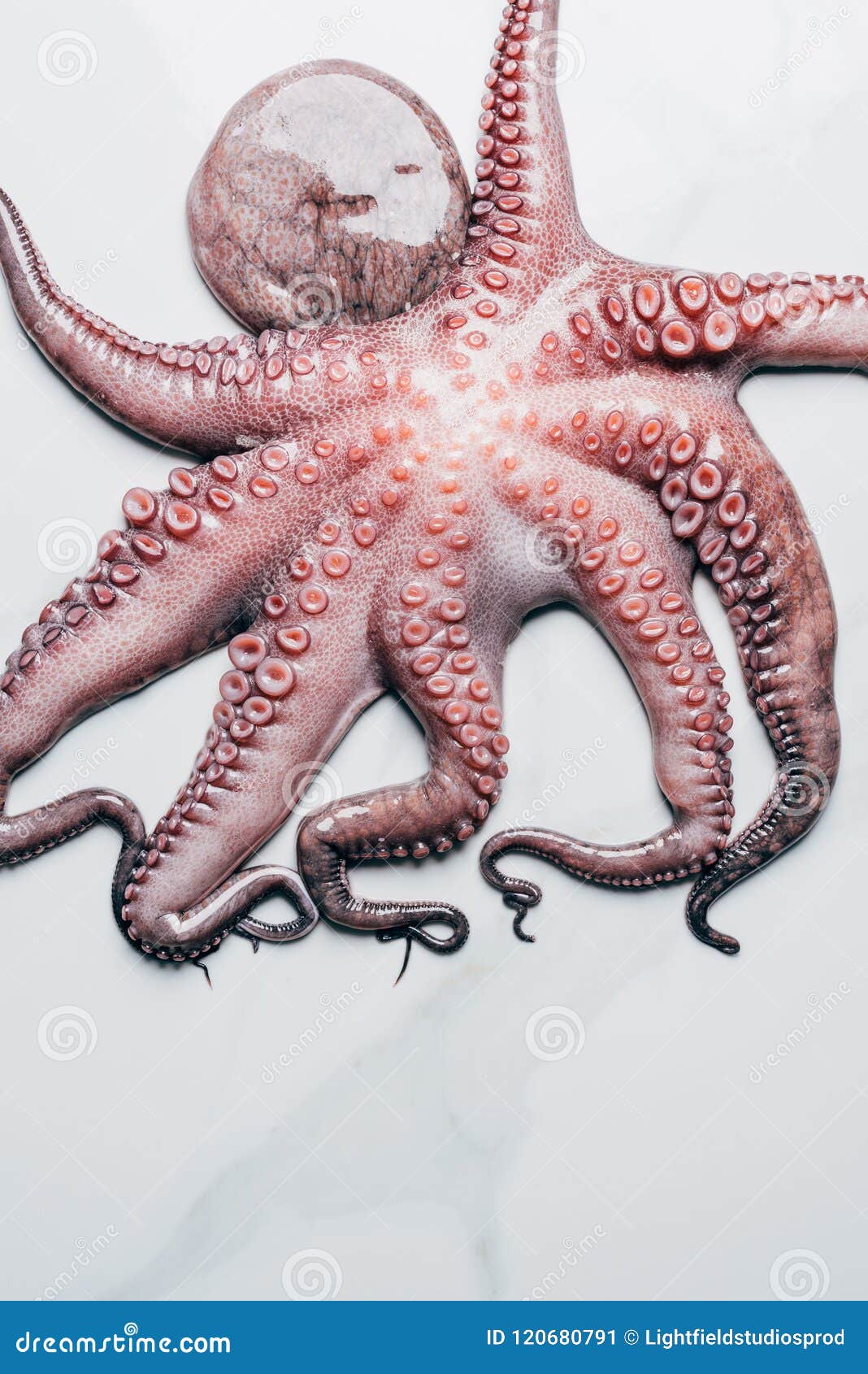 Top View of Big Octopus on Light Stock Image - Image of cubes, marine ...