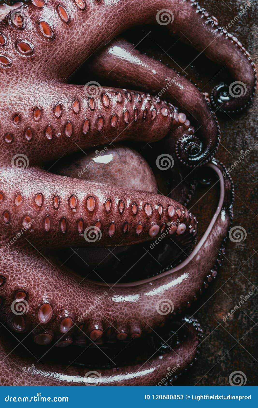 Top View of Big Octopus Tentacles on Rusty Stock Image - Image of ...