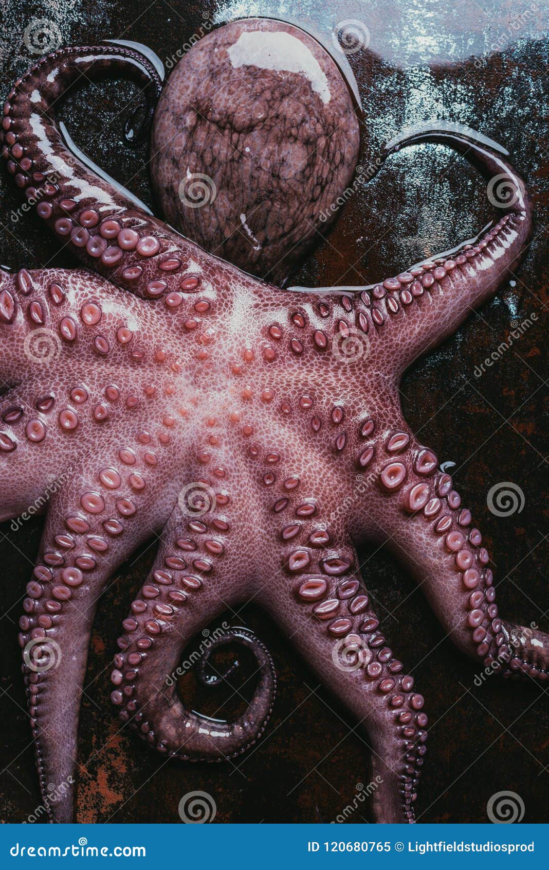 Top View of Big Octopus with Tentacles on Rusty Stock Image - Image of ...