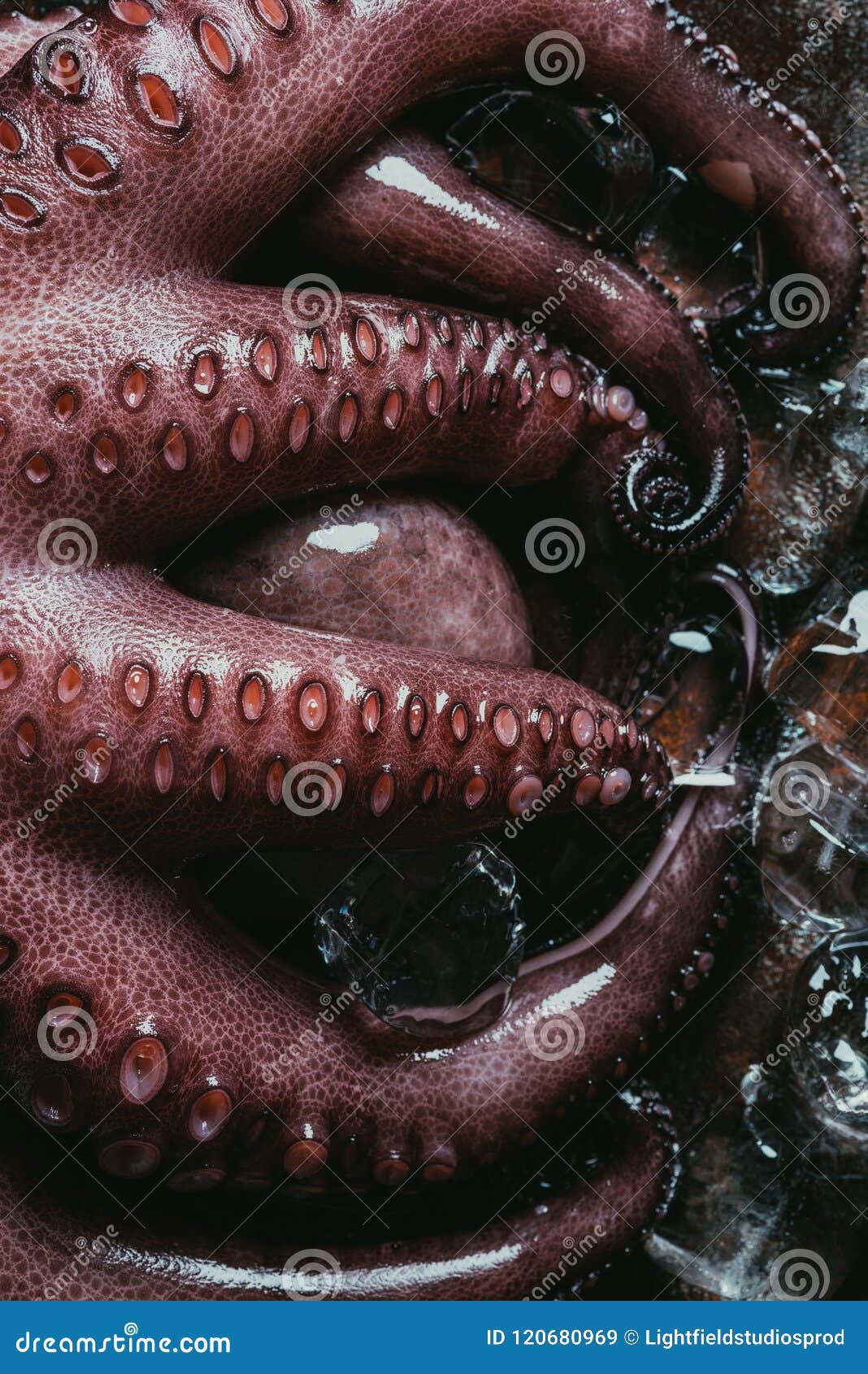 Top View of Big Raw Octopus with Ice Stock Image - Image of dark ...