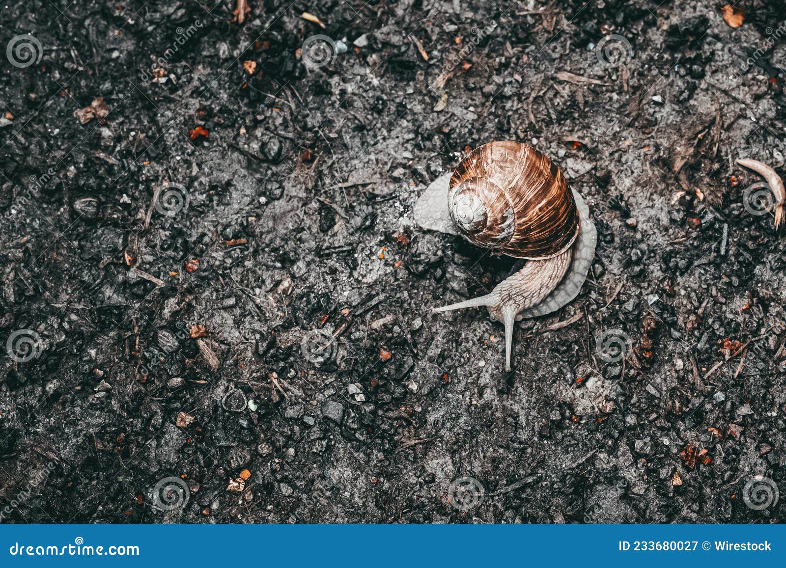 Top View of a Big Snail on the Ground Stock Image - Image of life ...