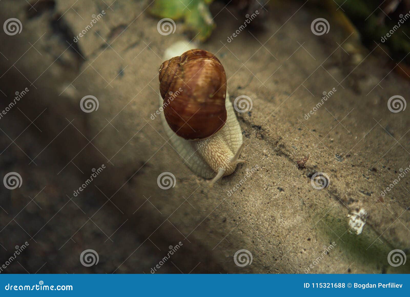 Top view of snail stock photo. Image of nature, slug - 115321688