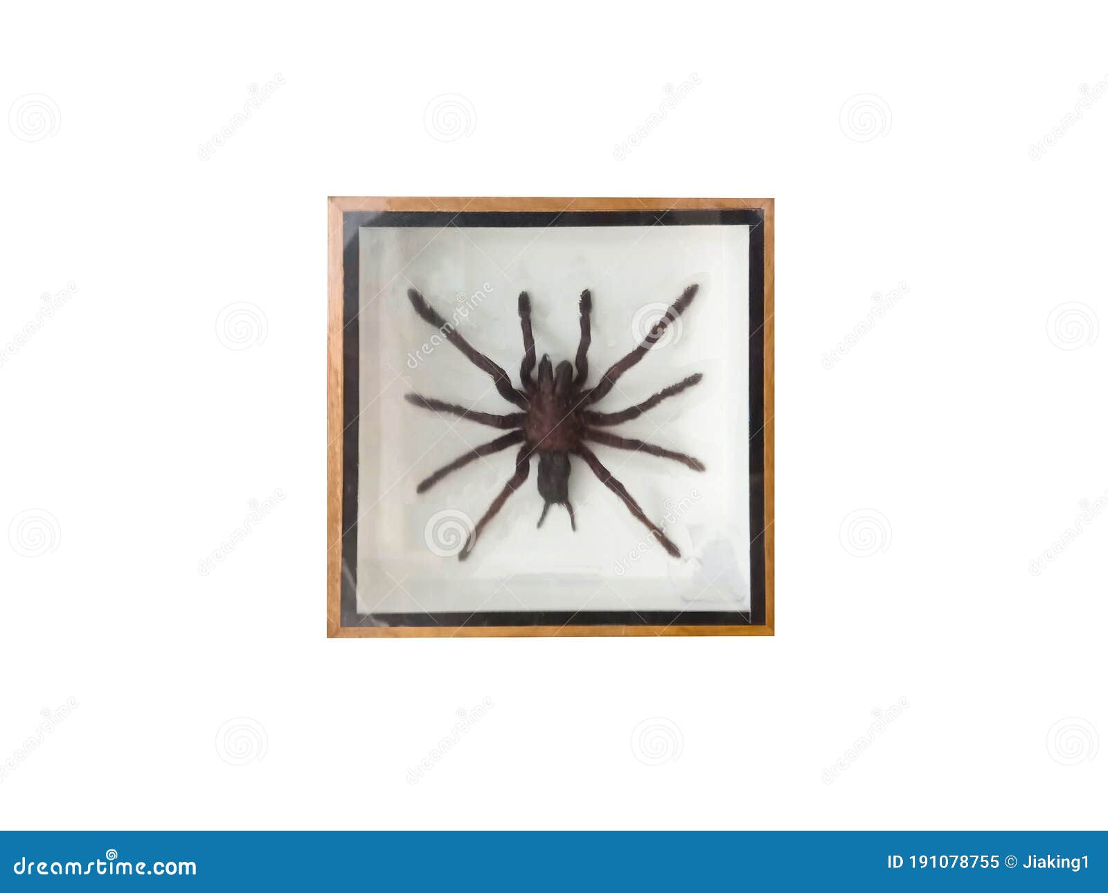Top View, Tarantula Spider in Photo Frame on White Stock Image - Image ...