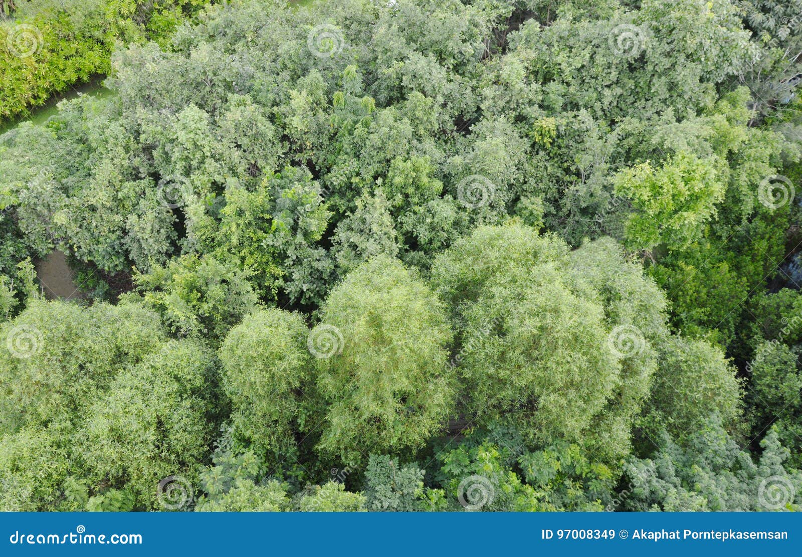 Top View of Big Tree in Forest Stock Image - Image of oxygen, natural ...