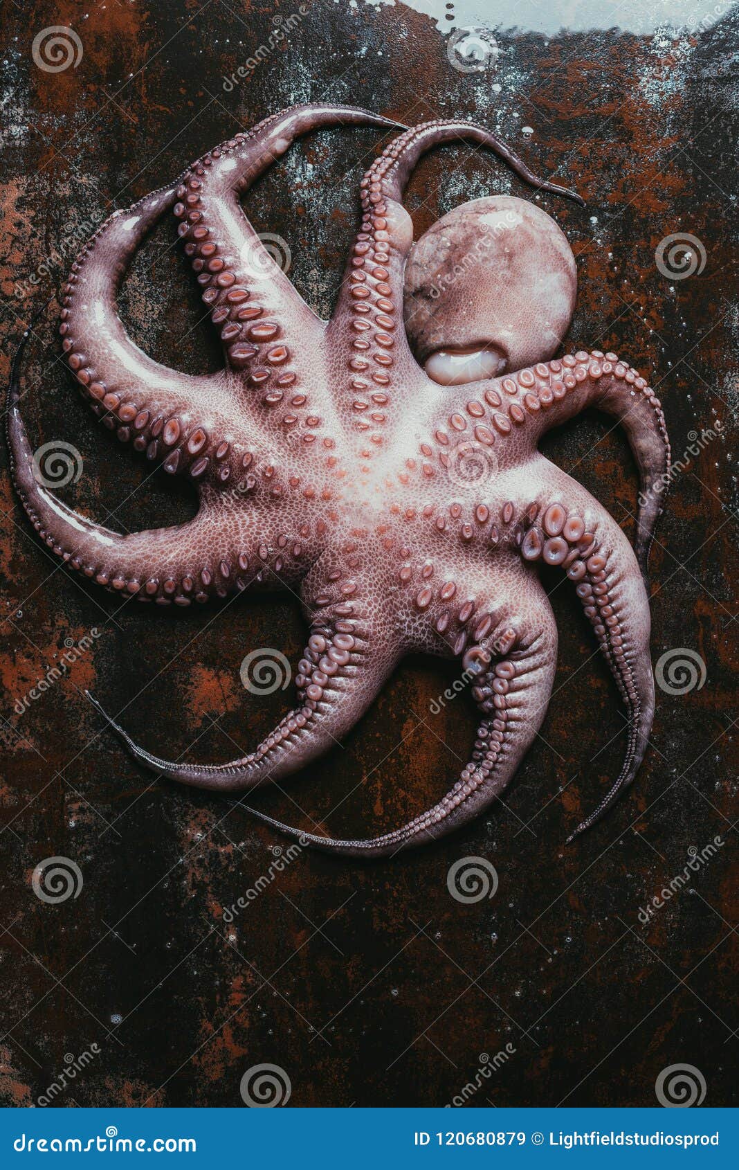 Top View of Big Uncooked Octopus on Rusty Stock Image - Image of ...