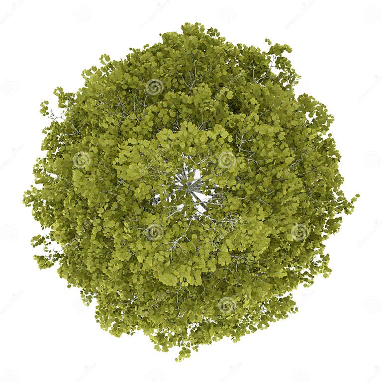Top View of Birch Tree Isolated Stock Illustration - Illustration of ...