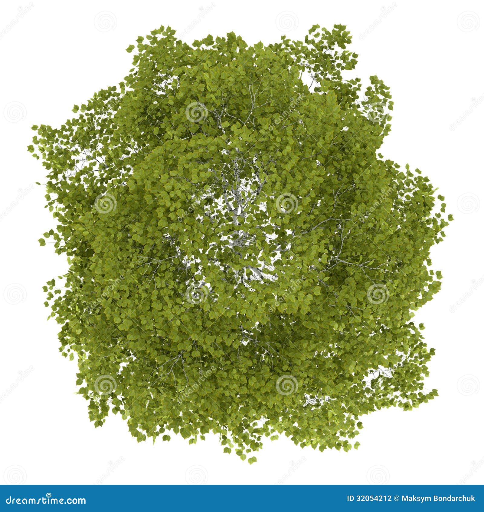 Top View of Birch Tree Isolated on White Stock Illustration ...