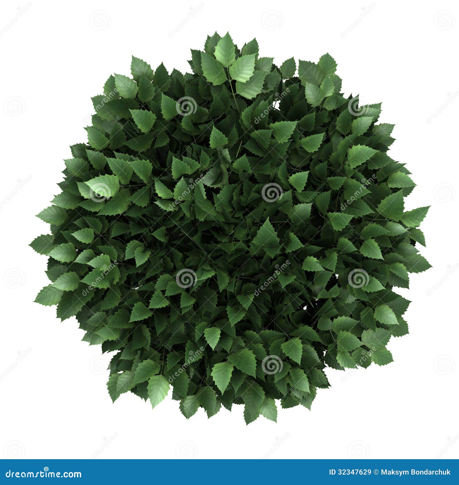 Top View of Birch Tree in Pot Isolated on White Stock Illustration ...