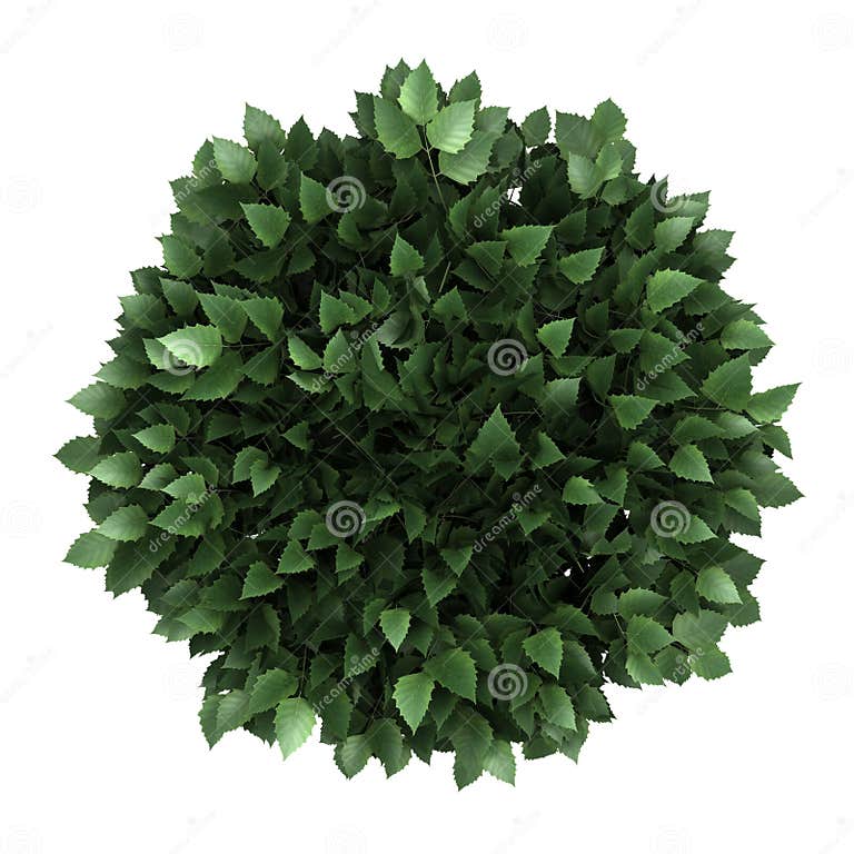 Top View of Birch Tree in Pot Isolated on White Stock Illustration ...