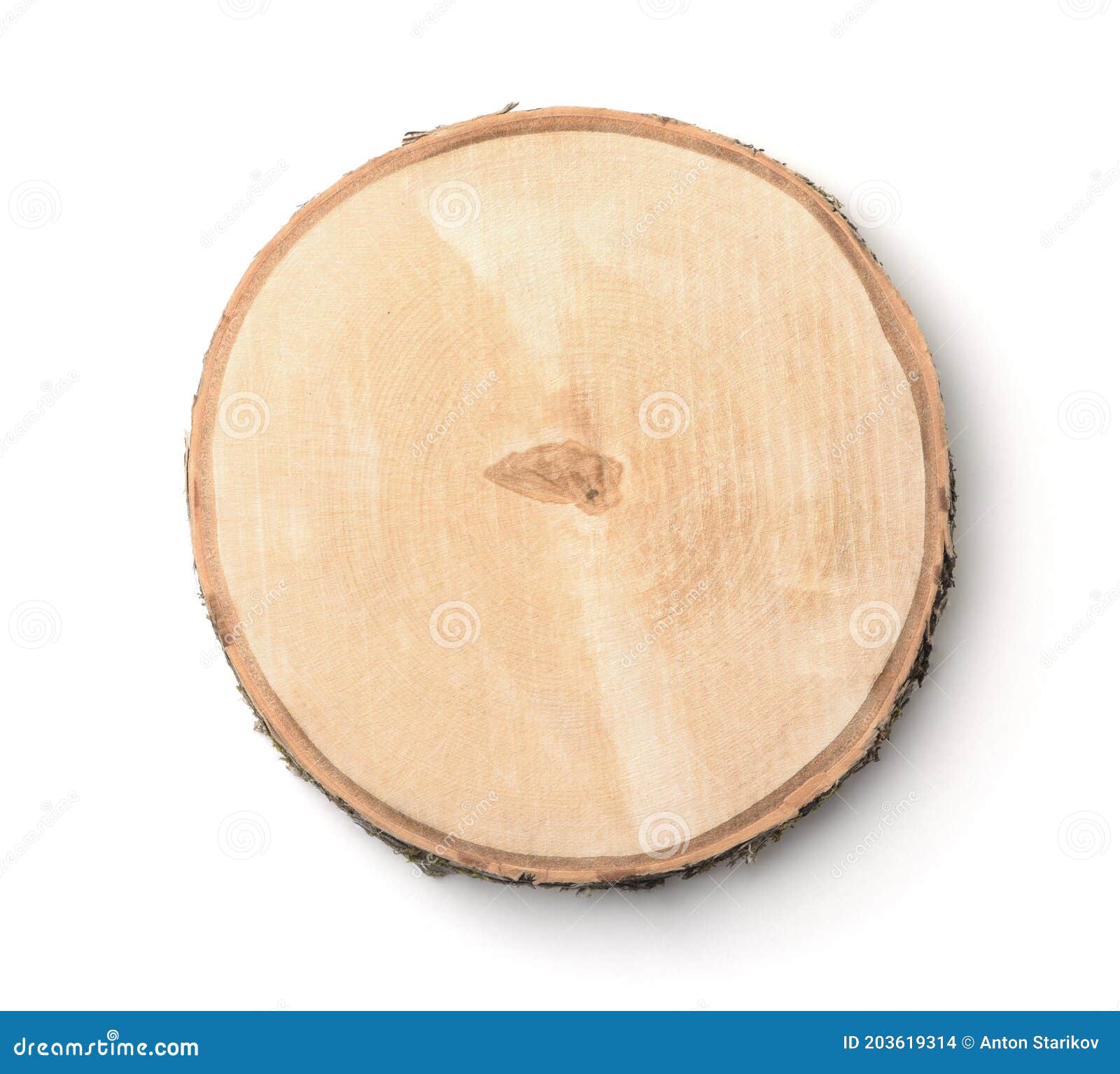 Top View of Birch Tree Trunk Cross Section Stock Photo - Image of ...