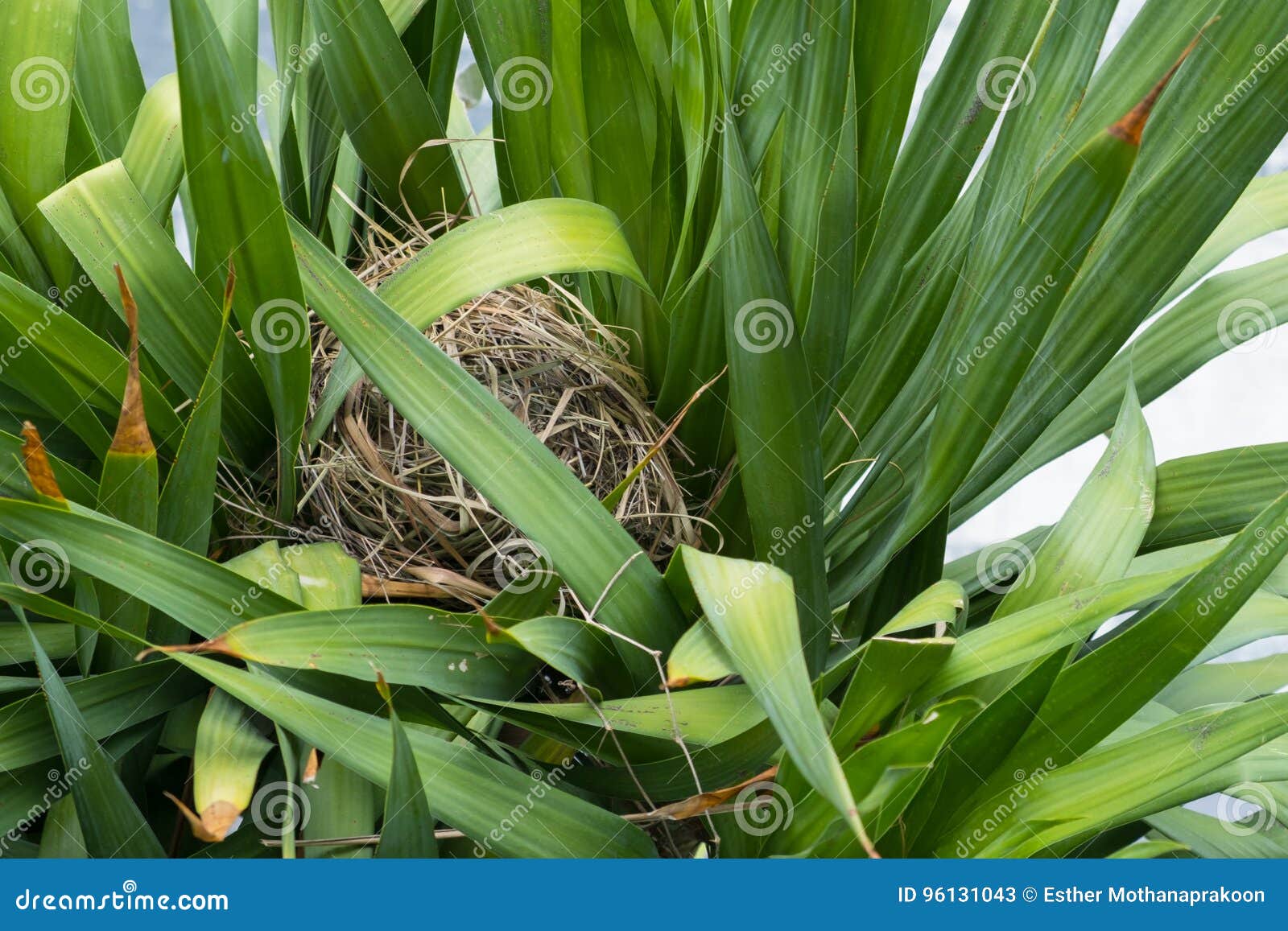 Top View of the Bird Nest on the Tree Stock Image - Image of structure ...