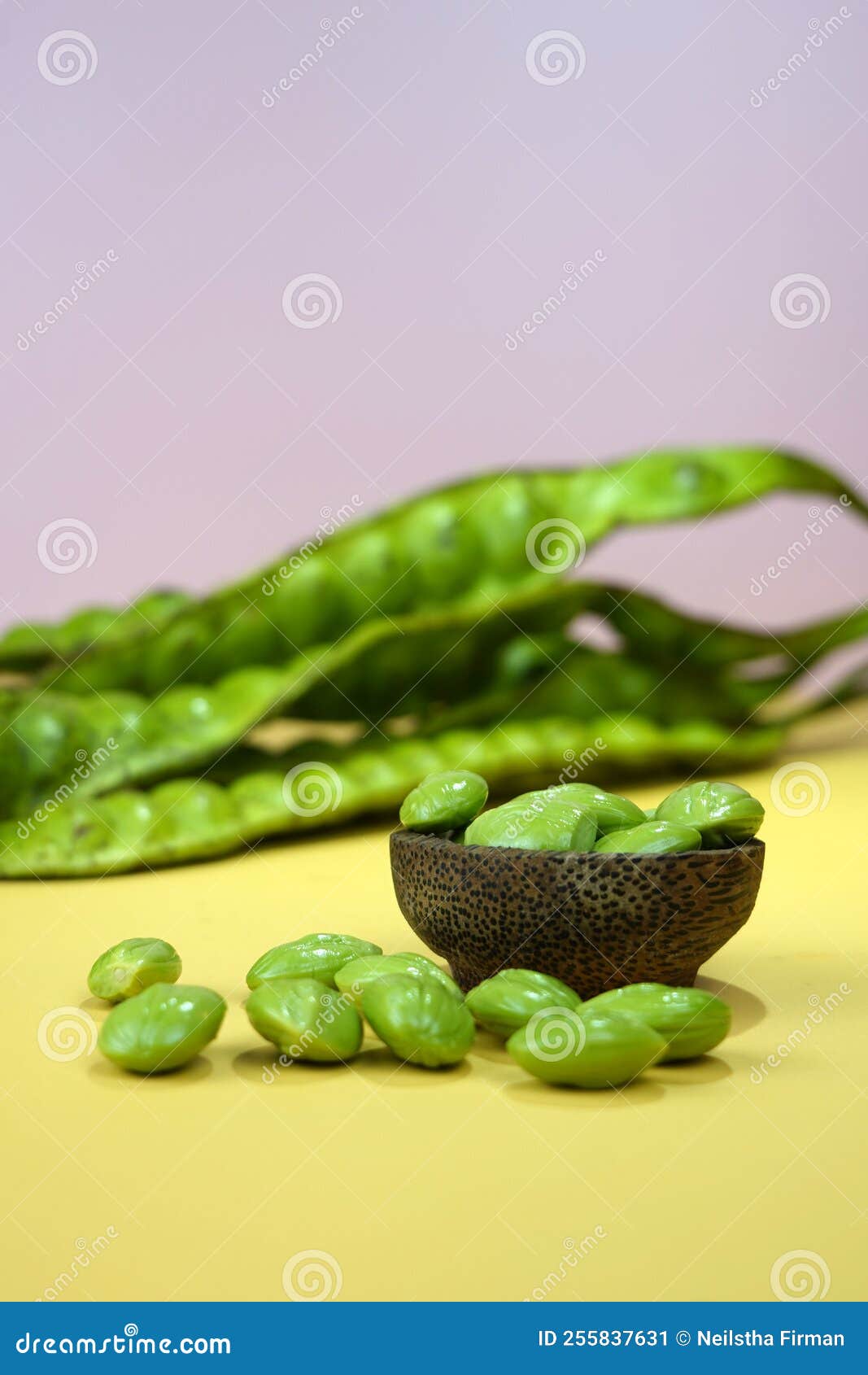 Bitter Beans or Parkia Speciosa Stock Image - Image of beans, speciosa ...