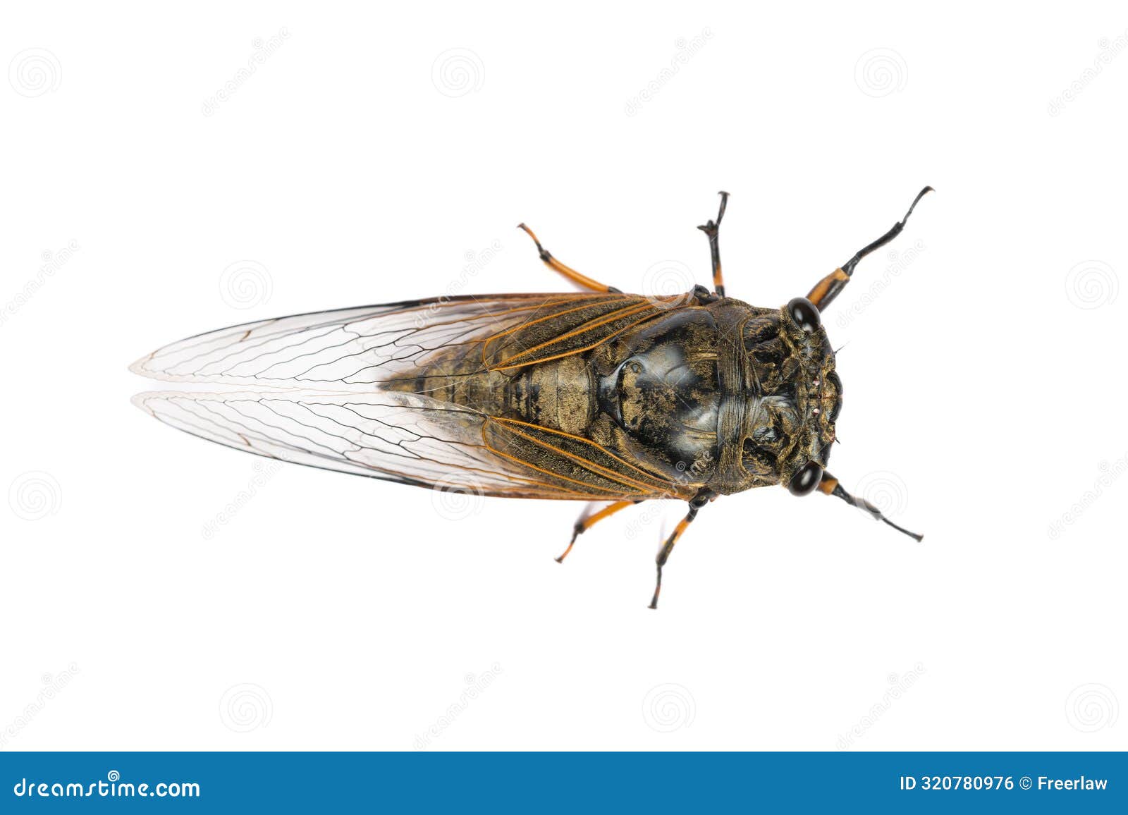 Top View Black and Gold Cicadas on White Background Stock Photo - Image ...
