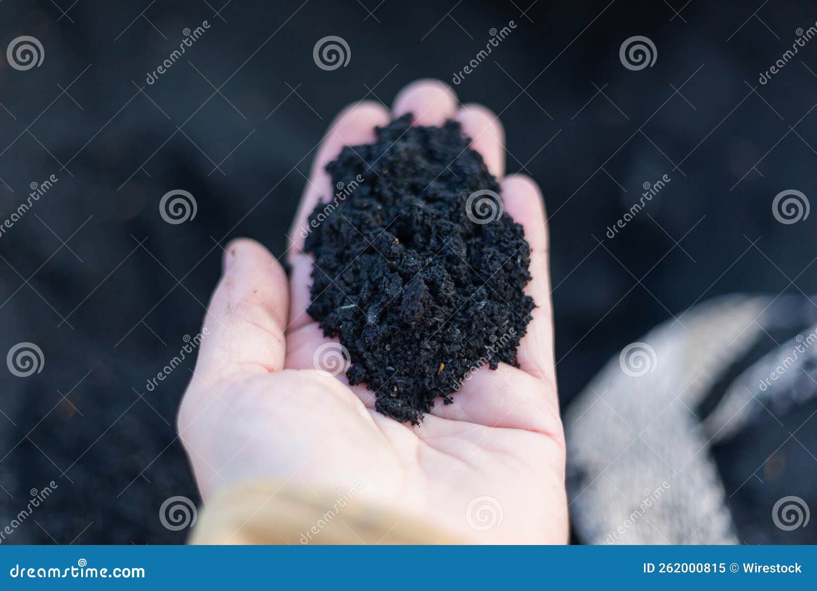 Top View of Black Organic Composted Soil Amendments in a Hand Stock ...