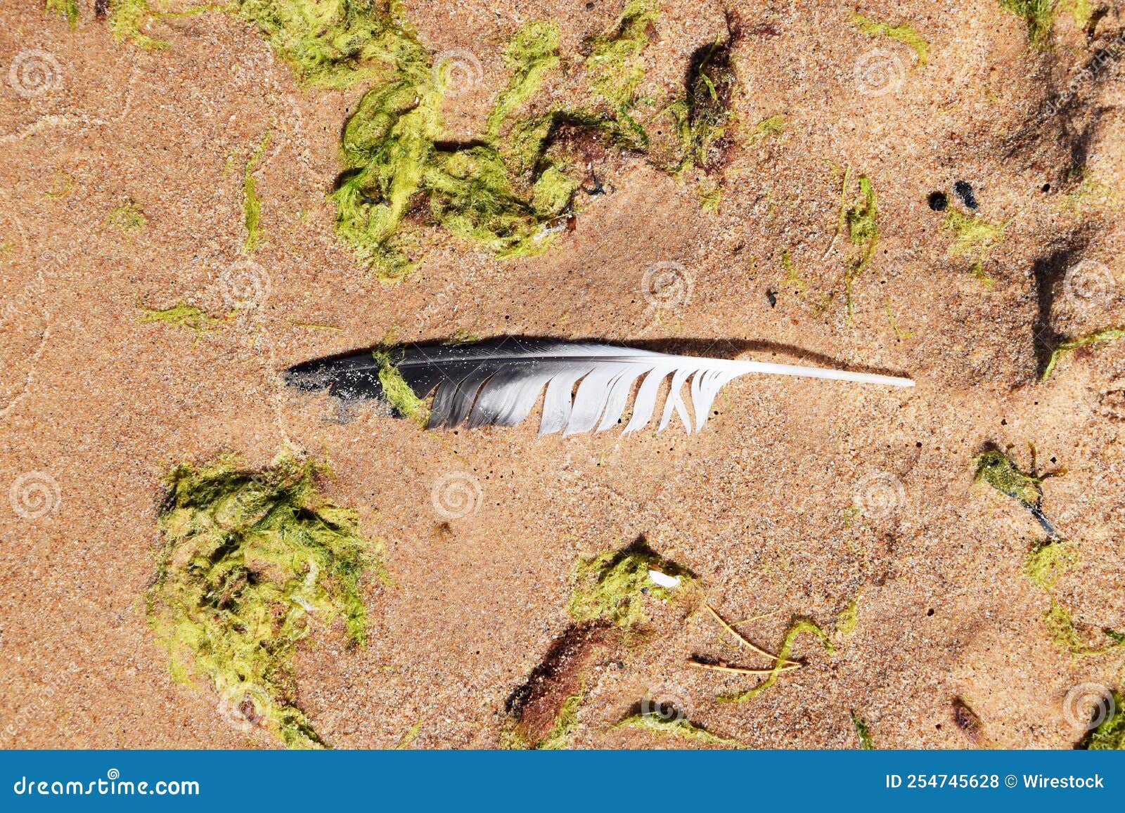 Top View of Black and White Feather on the Sandy Beach by Green Algae ...