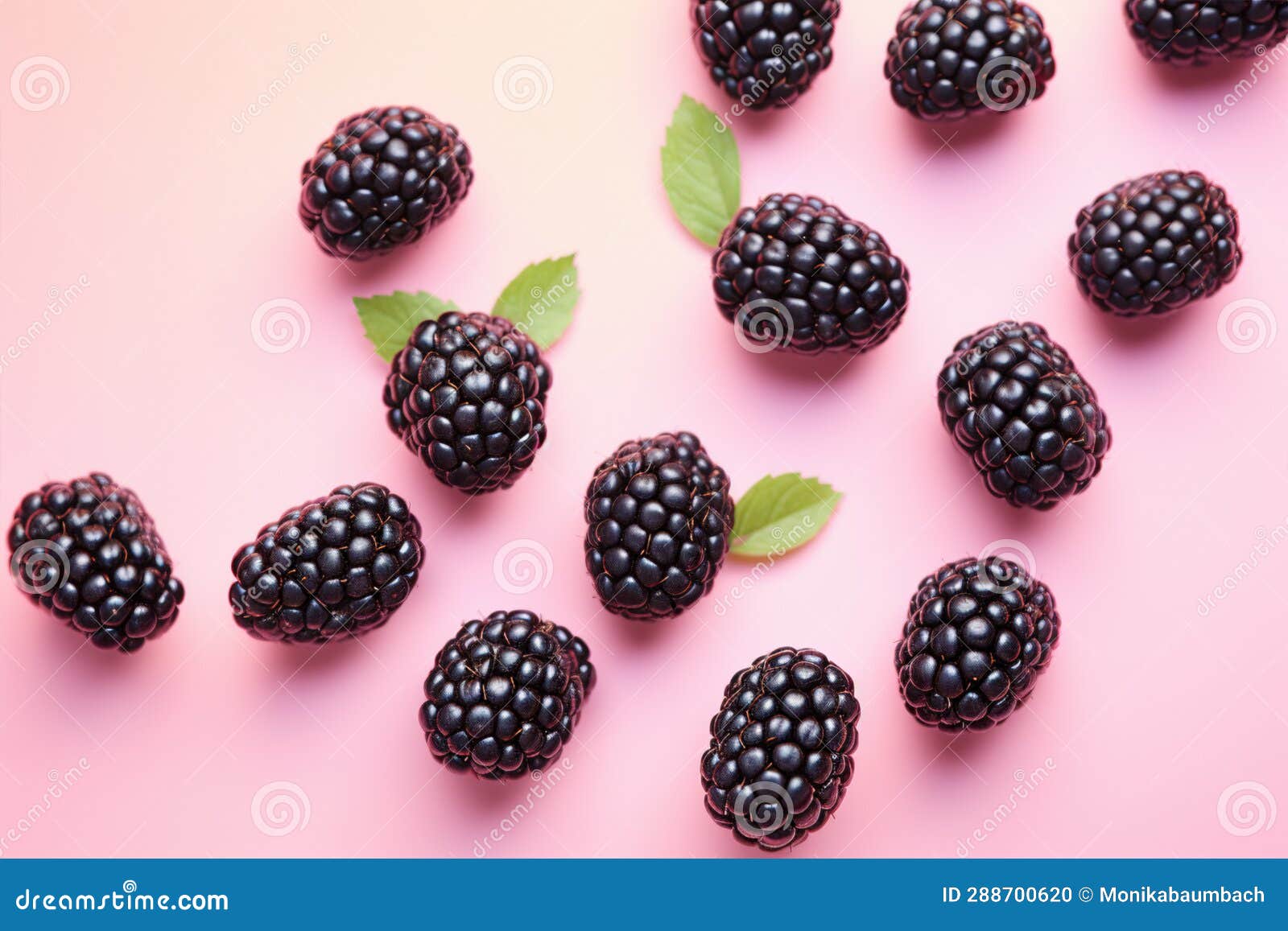 Top View of Blackberry Fruits on Pink Background Stock Illustration ...