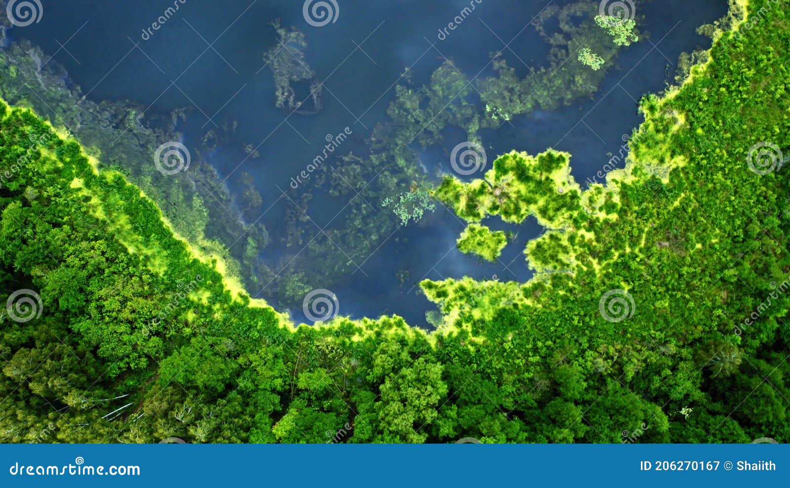Top View of Blooming Algae on Lake in Spring, Poland Stock Video ...