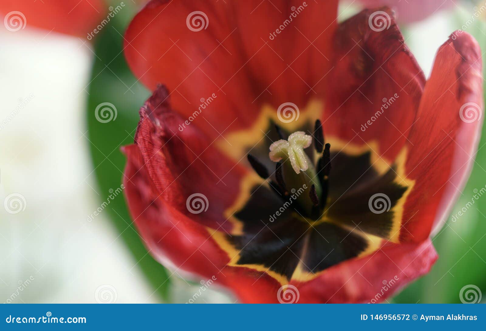 Top View of Blooming Red Tulip Close Up Stock Photo - Image of natural ...