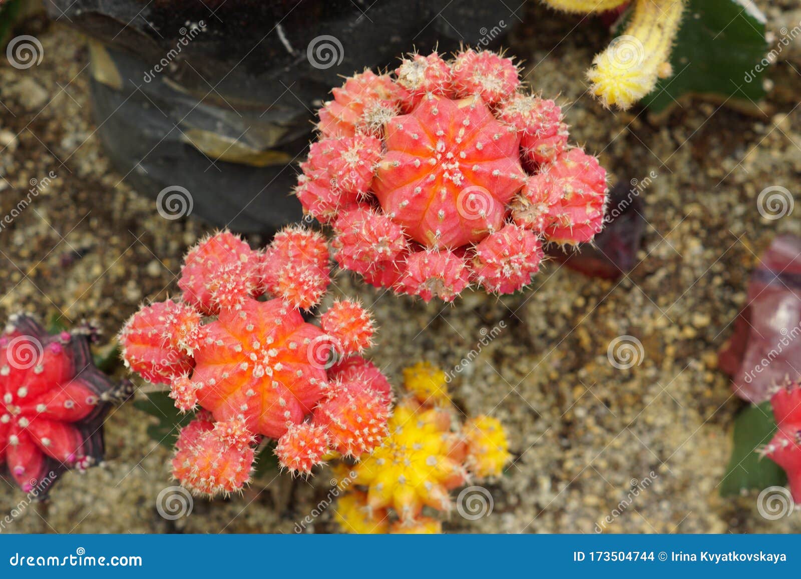 Top View of Blooming Red and Yellow Cacti. Natural Baclground Stock ...