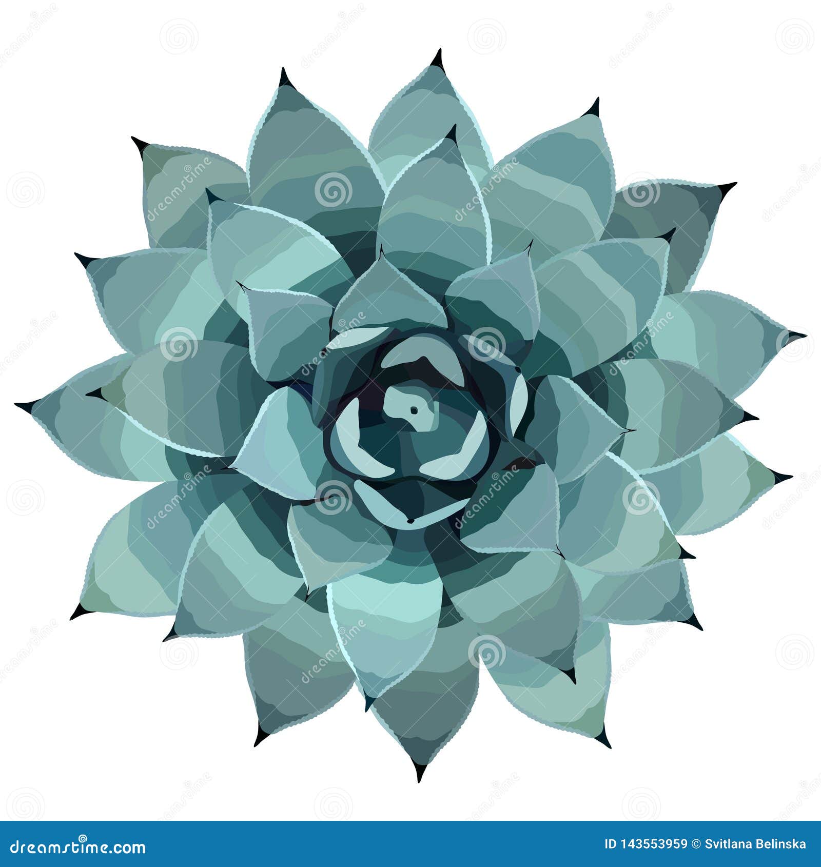 Top View of a Blue Agave Plant Vector Illusration Stock Vector ...