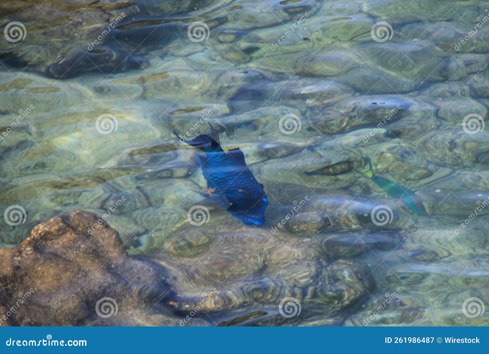 Top View of Blue Angelfish Swimming Under the Water Stock Image - Image ...