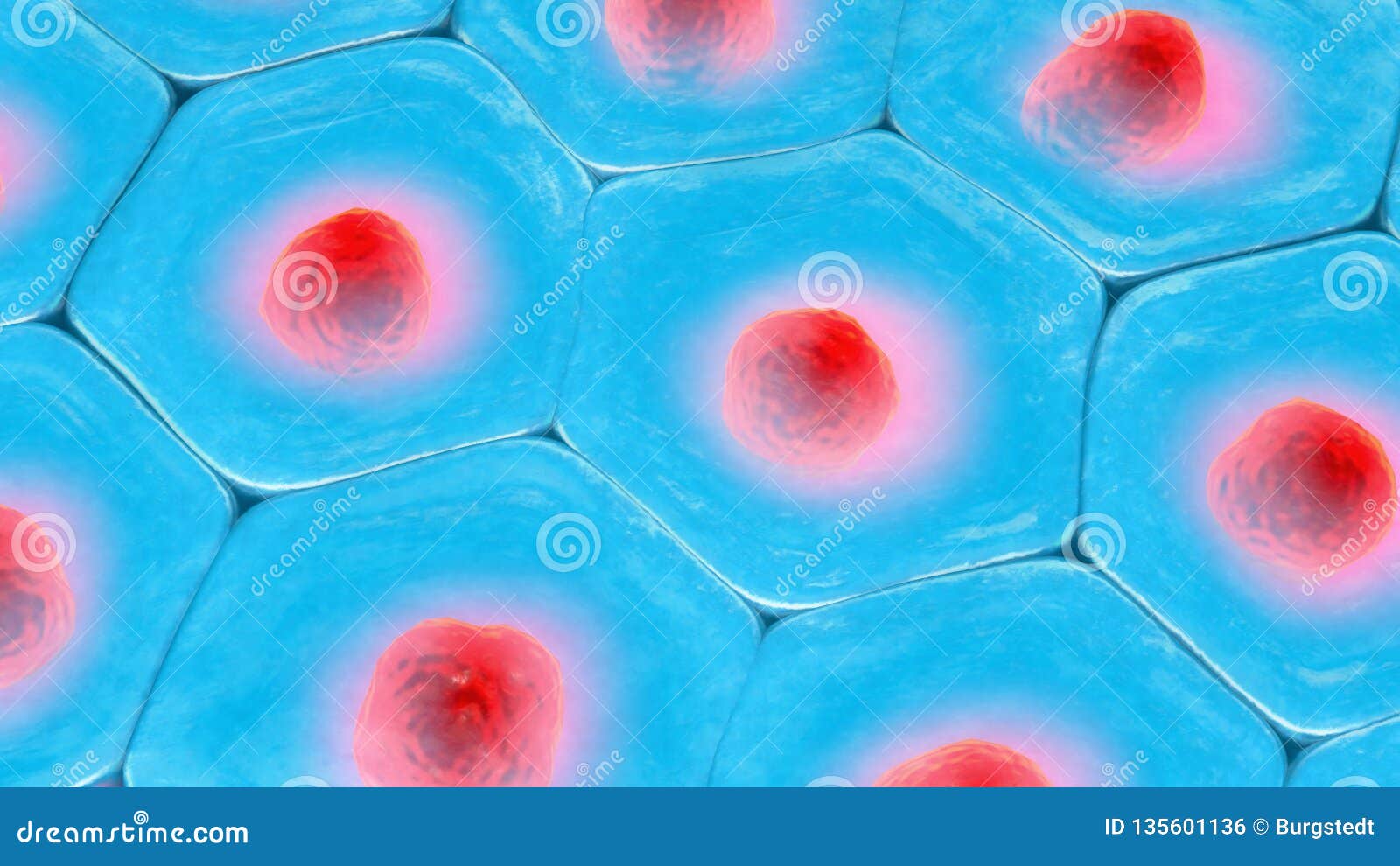 Top View on Blue Cell Pattern with Red Cell Nucleus Stock Illustration ...