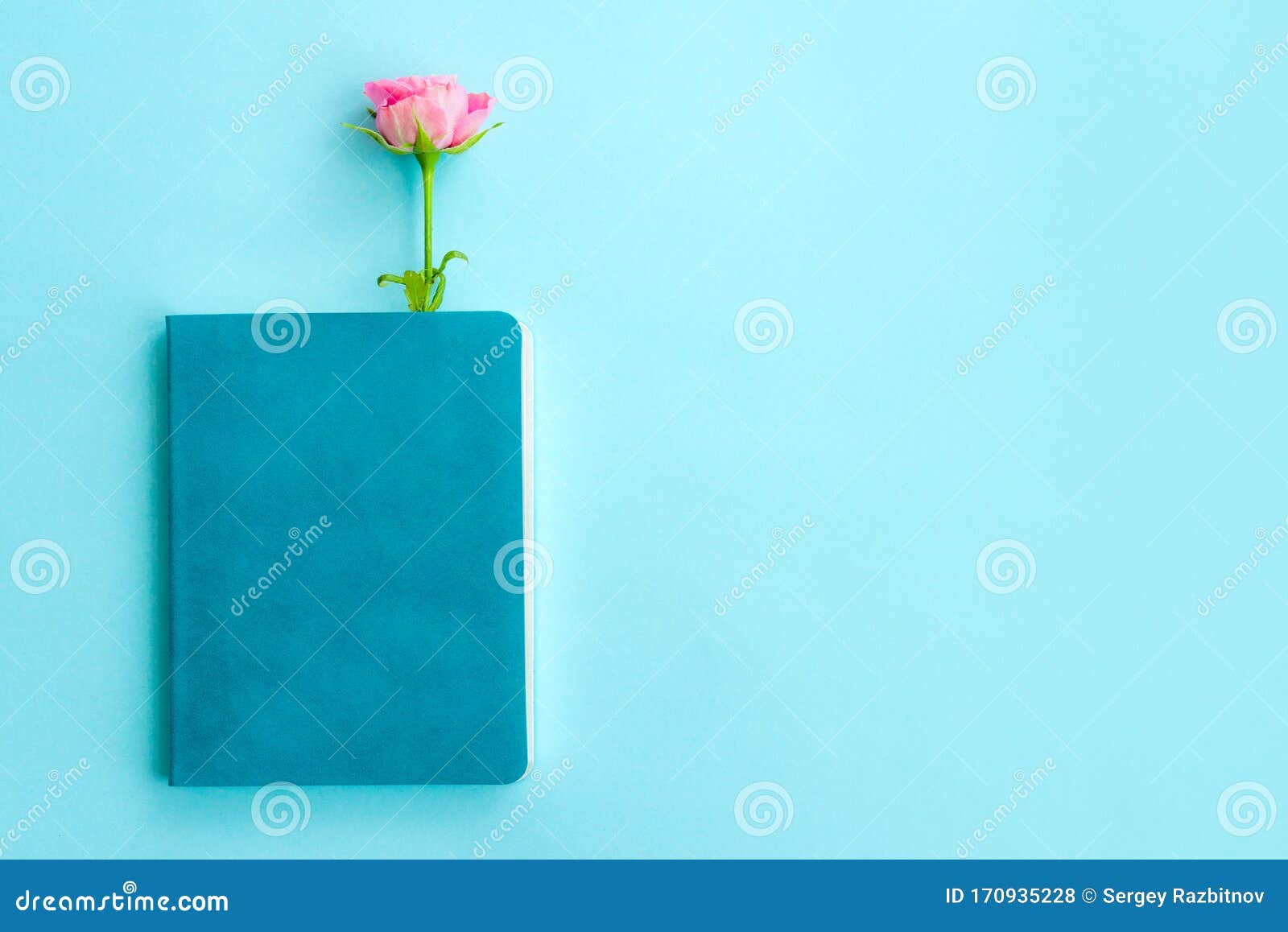Top View of Blue Color Book with Empty Cover and Rose Flower Inside on ...
