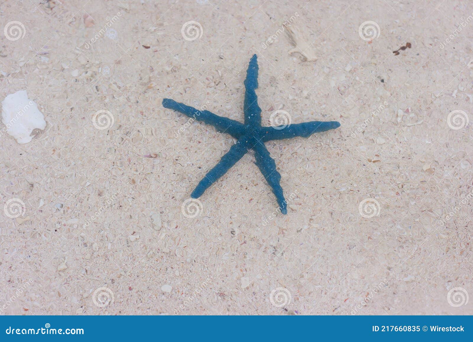 Top View of a Blue Starfish on the Sandy Surface Underwater Stock Image ...