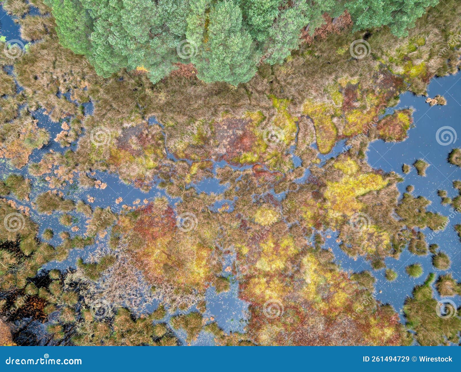 Top View of Bog, Marsh, and Pine Trees at the Lake Stock Image - Image ...