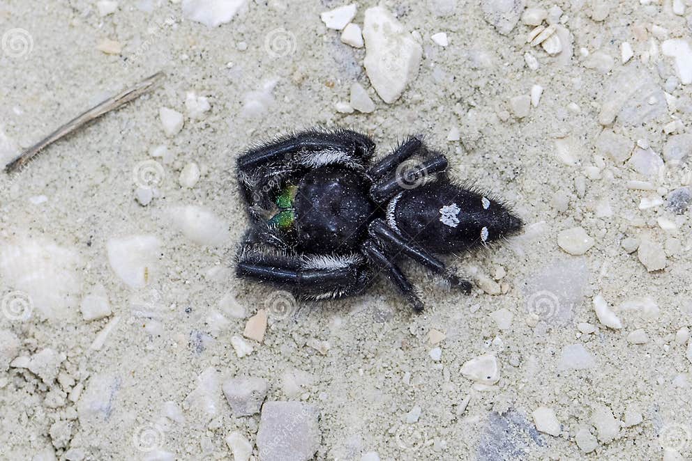 Top View of a Bold Jumping Spider Stock Photo - Image of environment ...