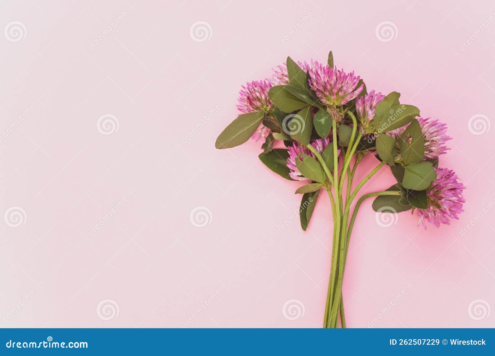 Top View of a Bouquet of Red Clovers Isolated on a Pink Background with ...