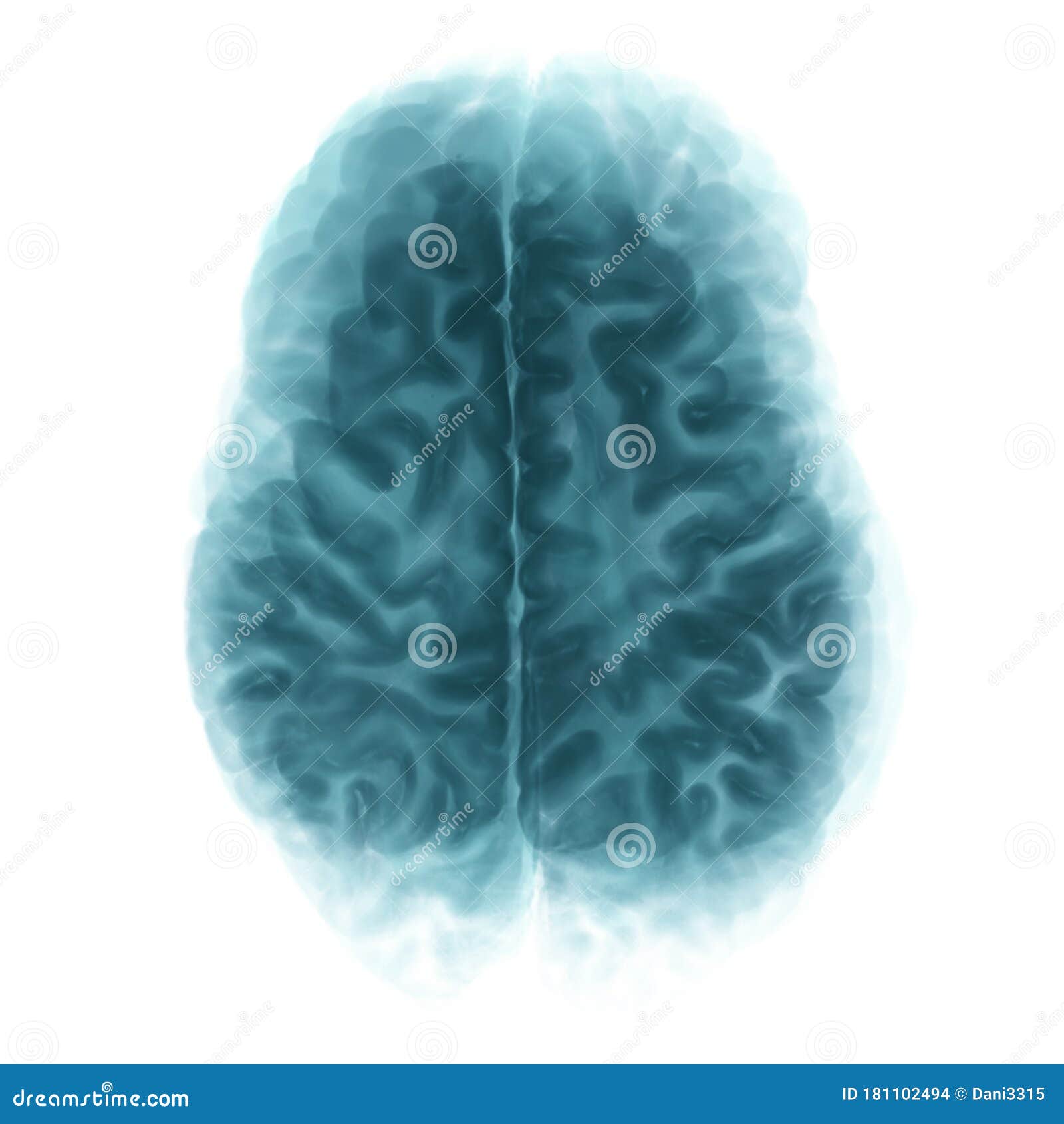 Top View Brain Slice Isolated On White Background. Concept For ...