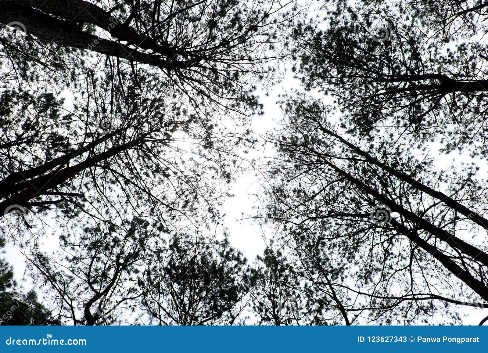 Top of view branches stock image. Image of park, tree - 123627343