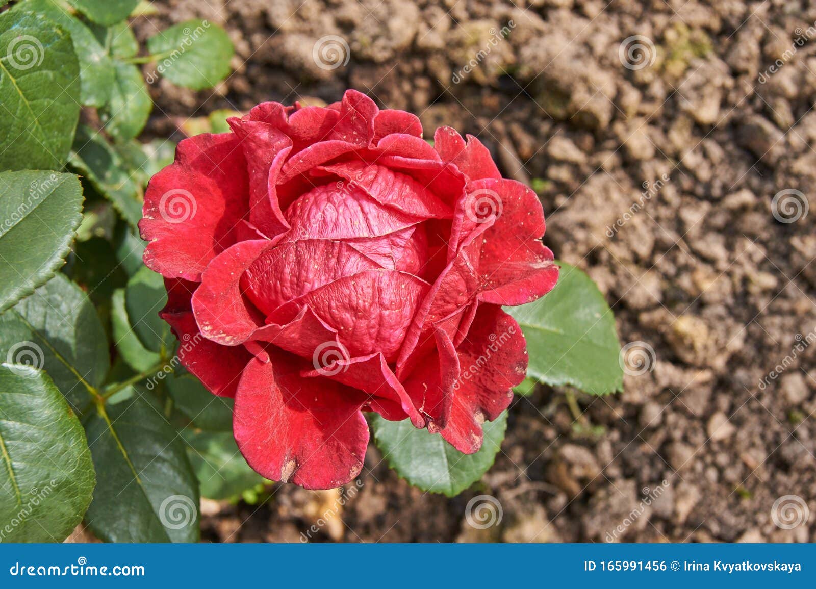 Top View of Bright Blooming Single Red Rose in the Garden Stock Photo ...