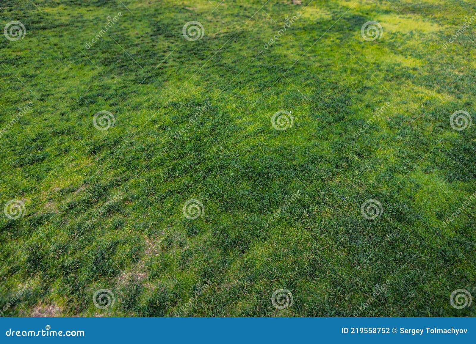 Top View of Bright Green Grass Texture Background Stock Photo - Image ...