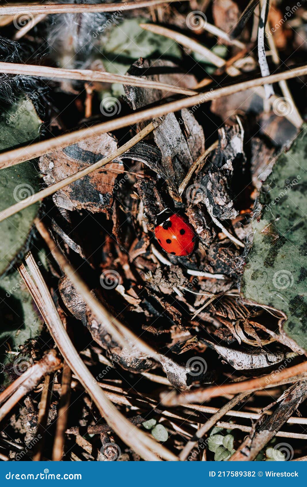 Top View of a Bright Red Ladybug on the Forest Ground Stock Photo ...
