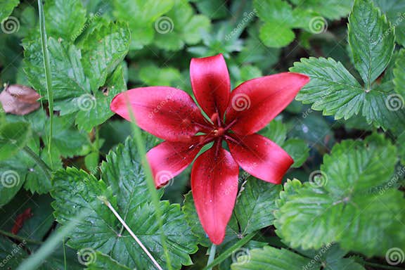 Top View of a Bright Red Lily on a Bush Stock Image - Image of flower ...