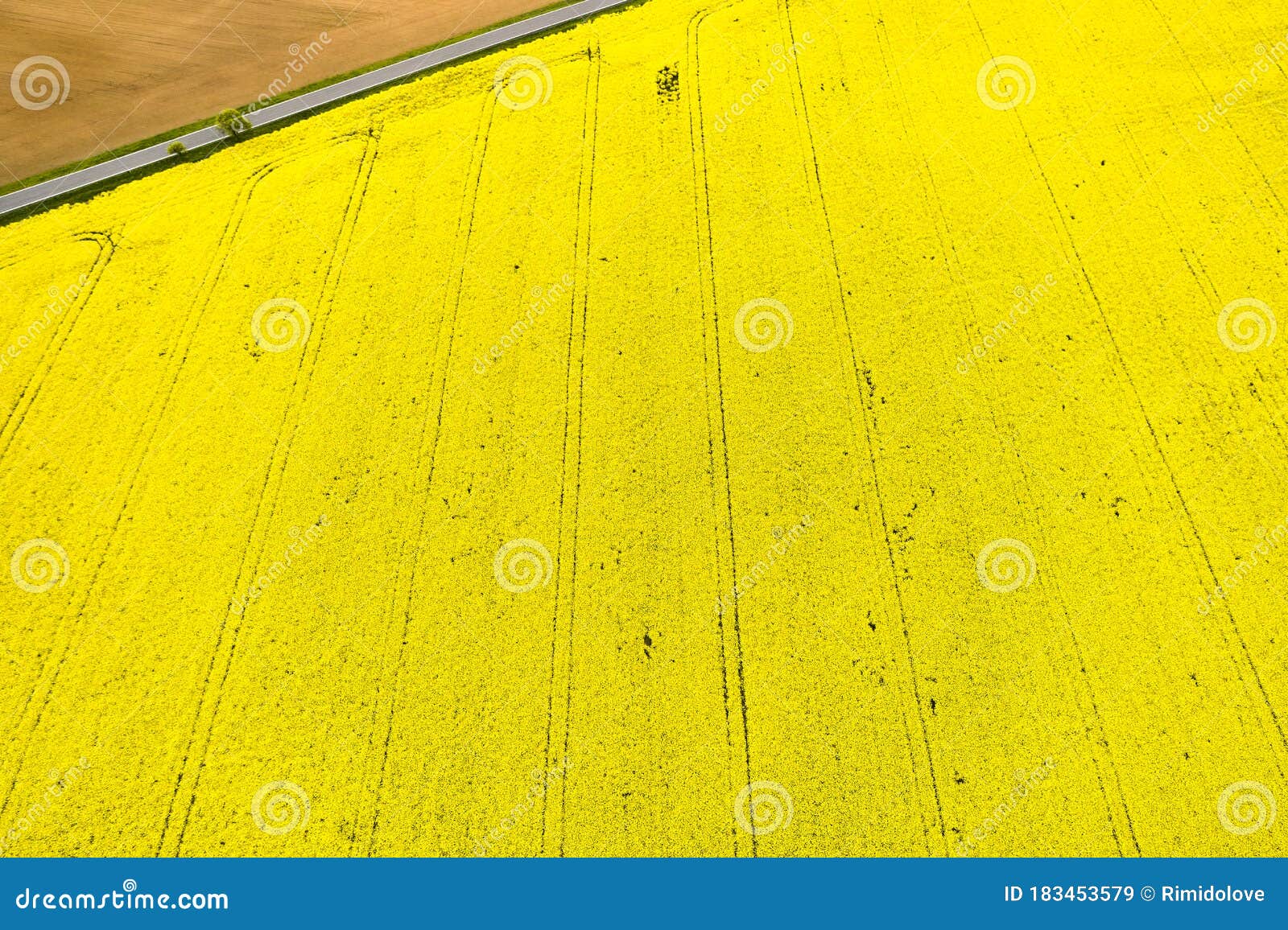 Top View on a Bright Yellow Rapeseed Field and Part of an Empty Field ...