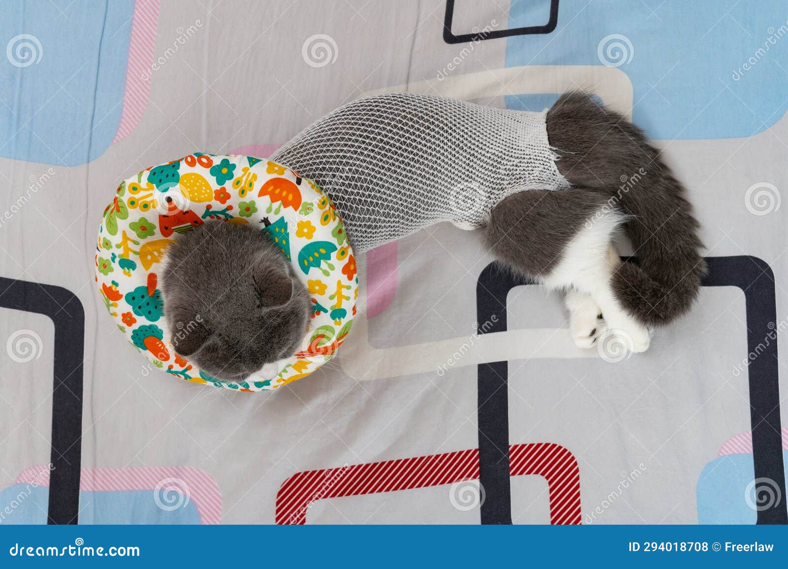 British Shorthair Cat Healing from an Operation and Lying on a Bed ...