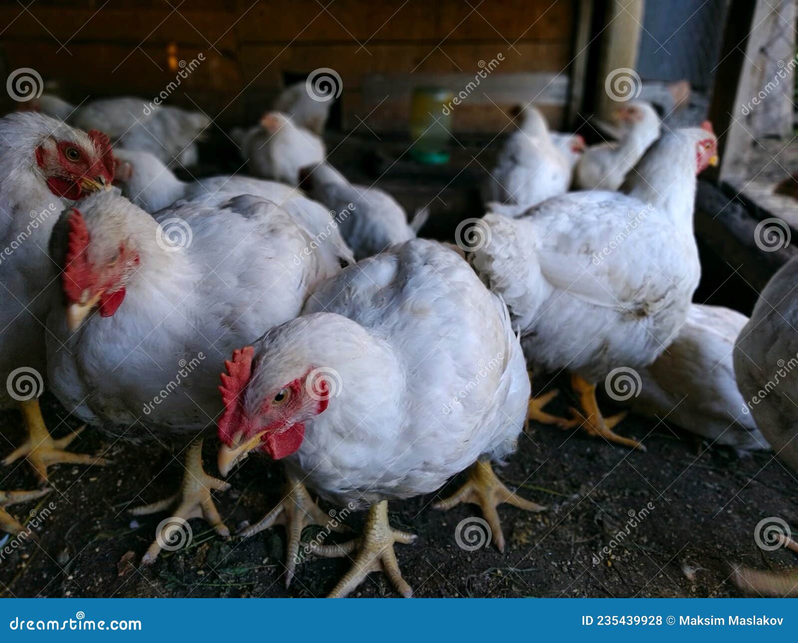 Top View of Broiler Chicken with Red Scallop on Farm Stock Photo ...