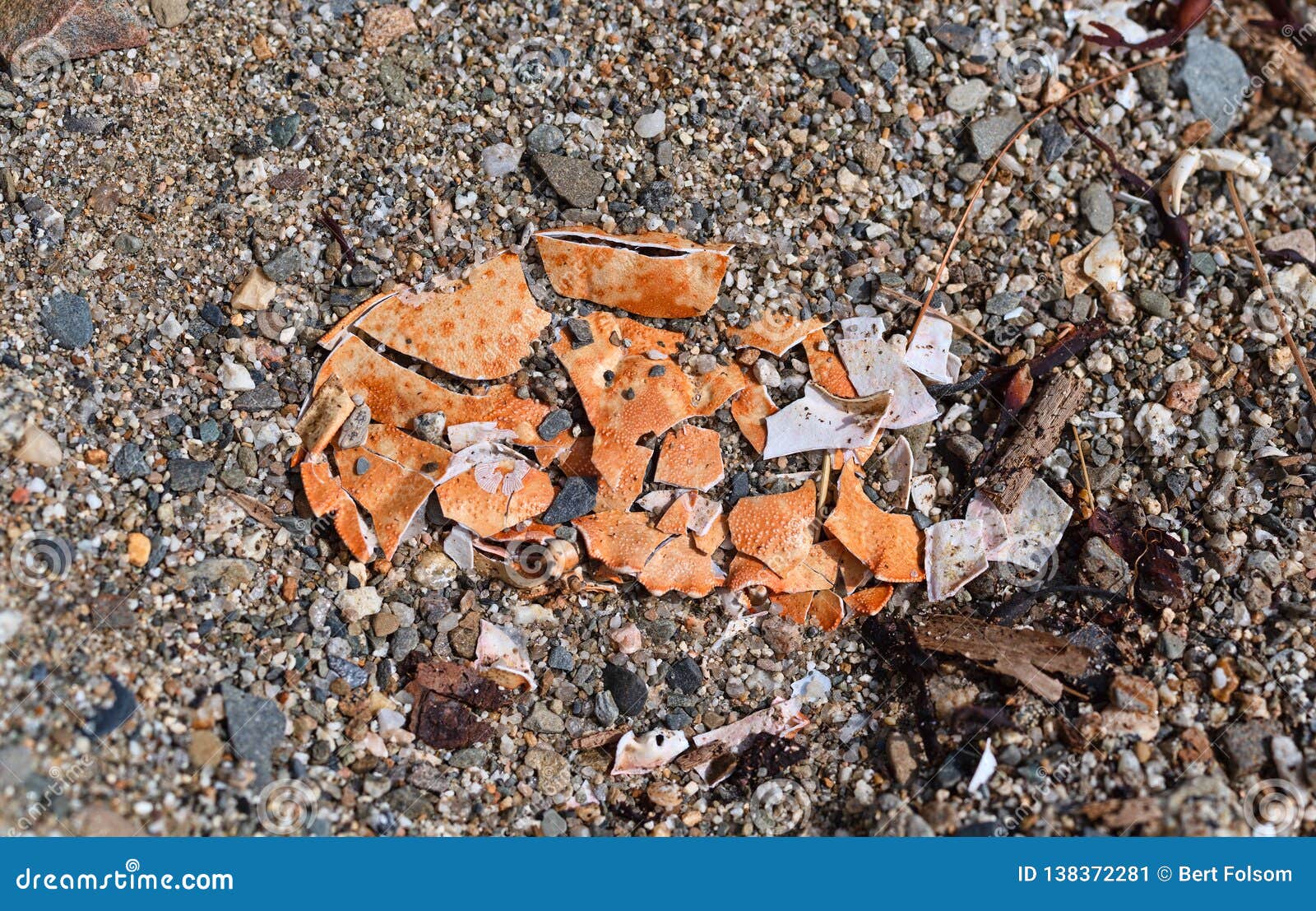 Top View of a Broken Crab Shell on a Rocky Beach Stock Image - Image of ...