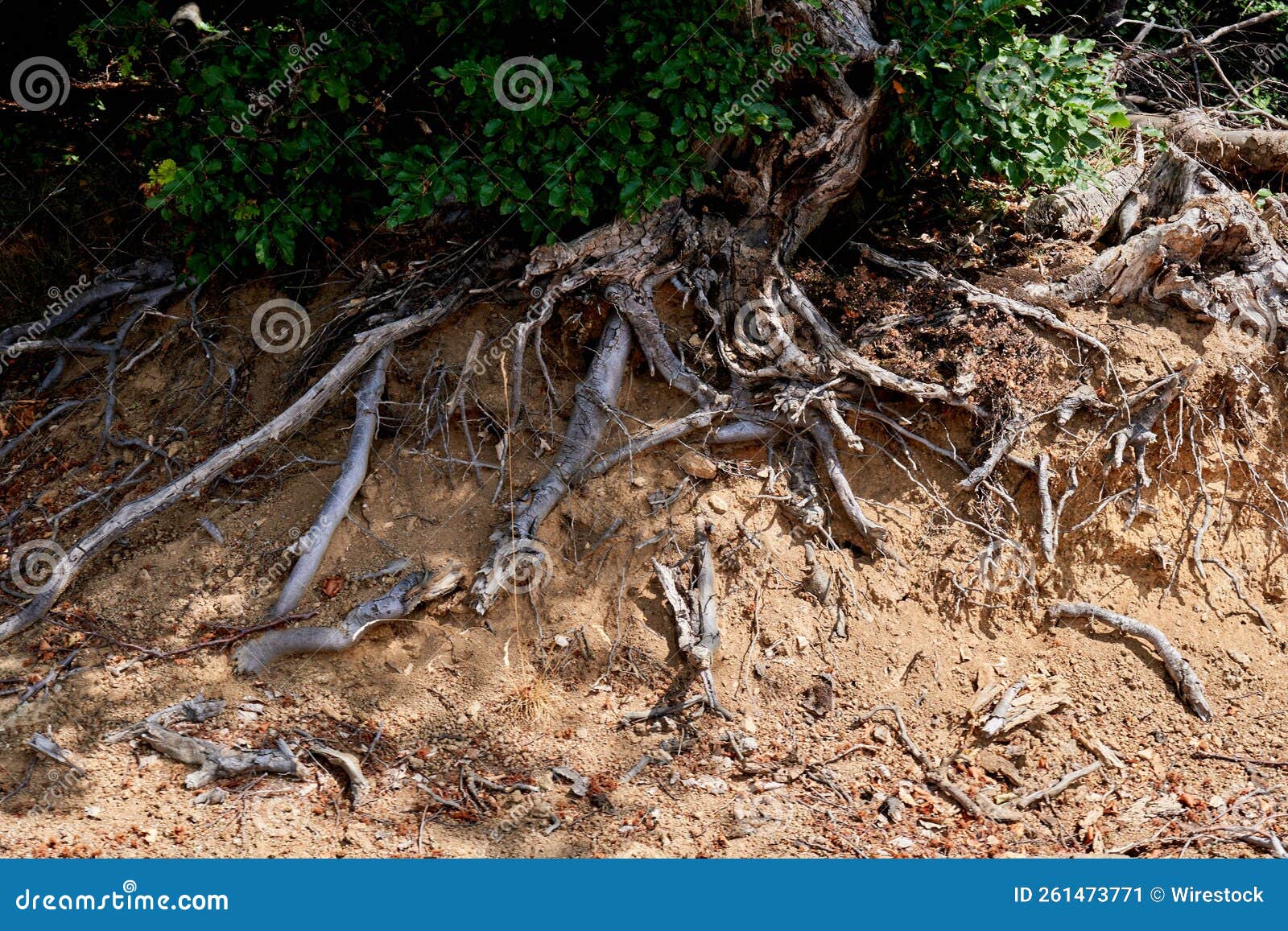Top View of Broken Tree Stumps on Sandy Ground with Roots and Some ...