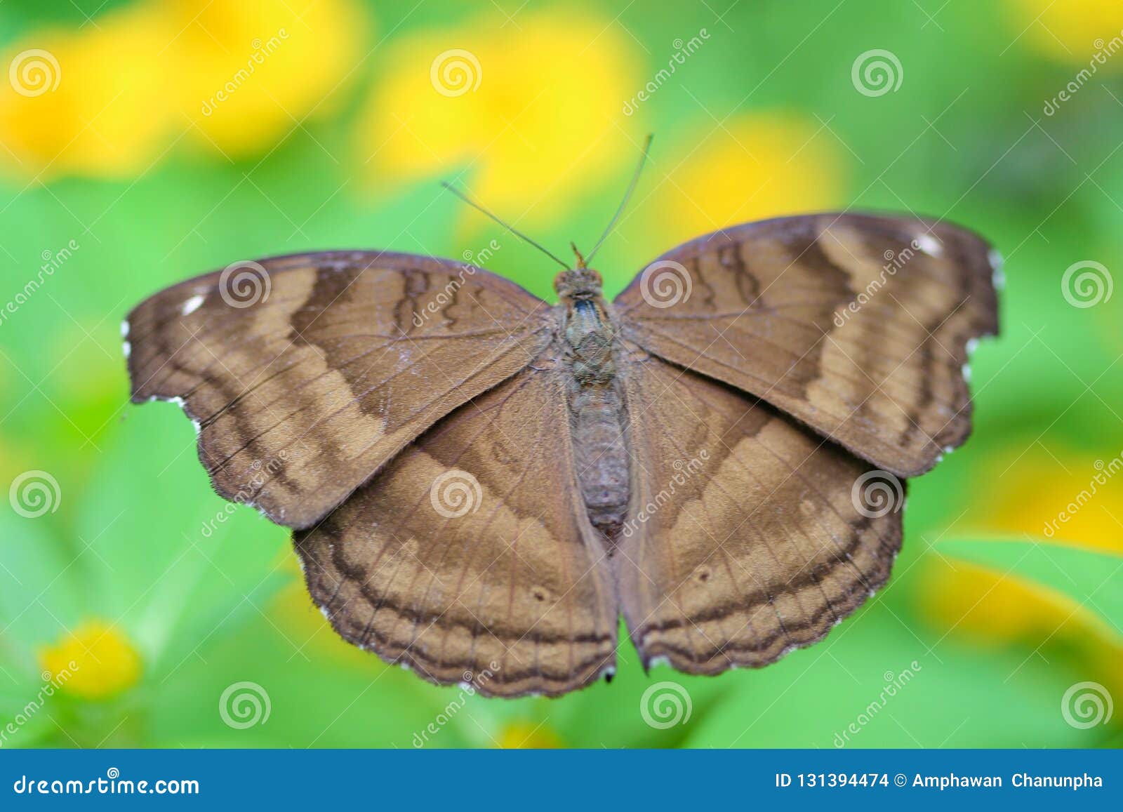 Top View Brown Butterfly in Garden Stock Photo - Image of biology ...