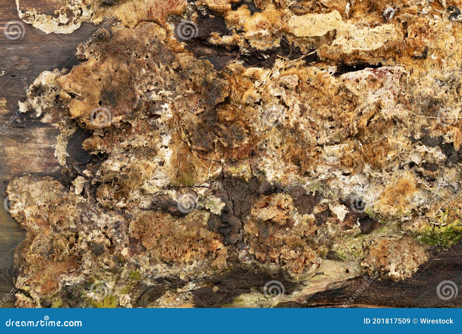 Top View of Brown Fungi Mold Growing on a Rotten Tree Log Stock Image ...