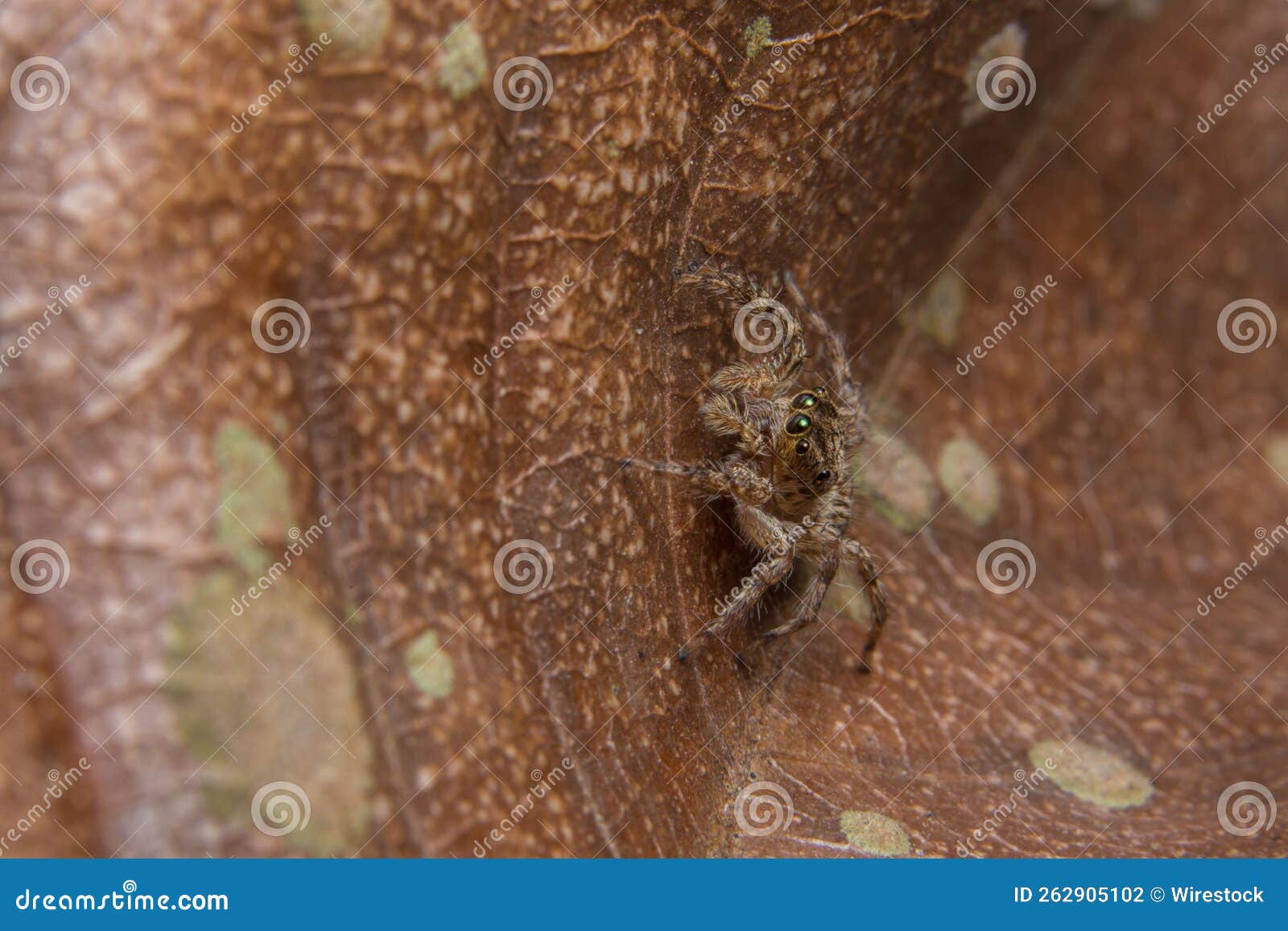 Top View of a Brown Jumping Spider Standing on a Smooth Surface on an ...