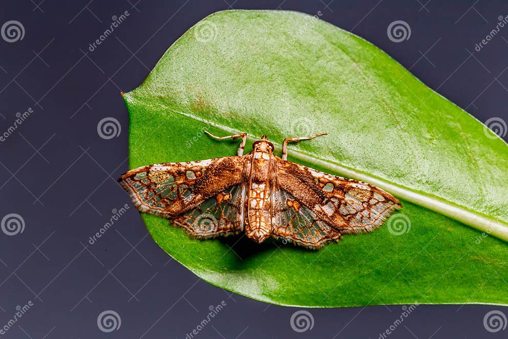 Top View of Brown Moth on Green Leaf Stock Image - Image of butterfly ...