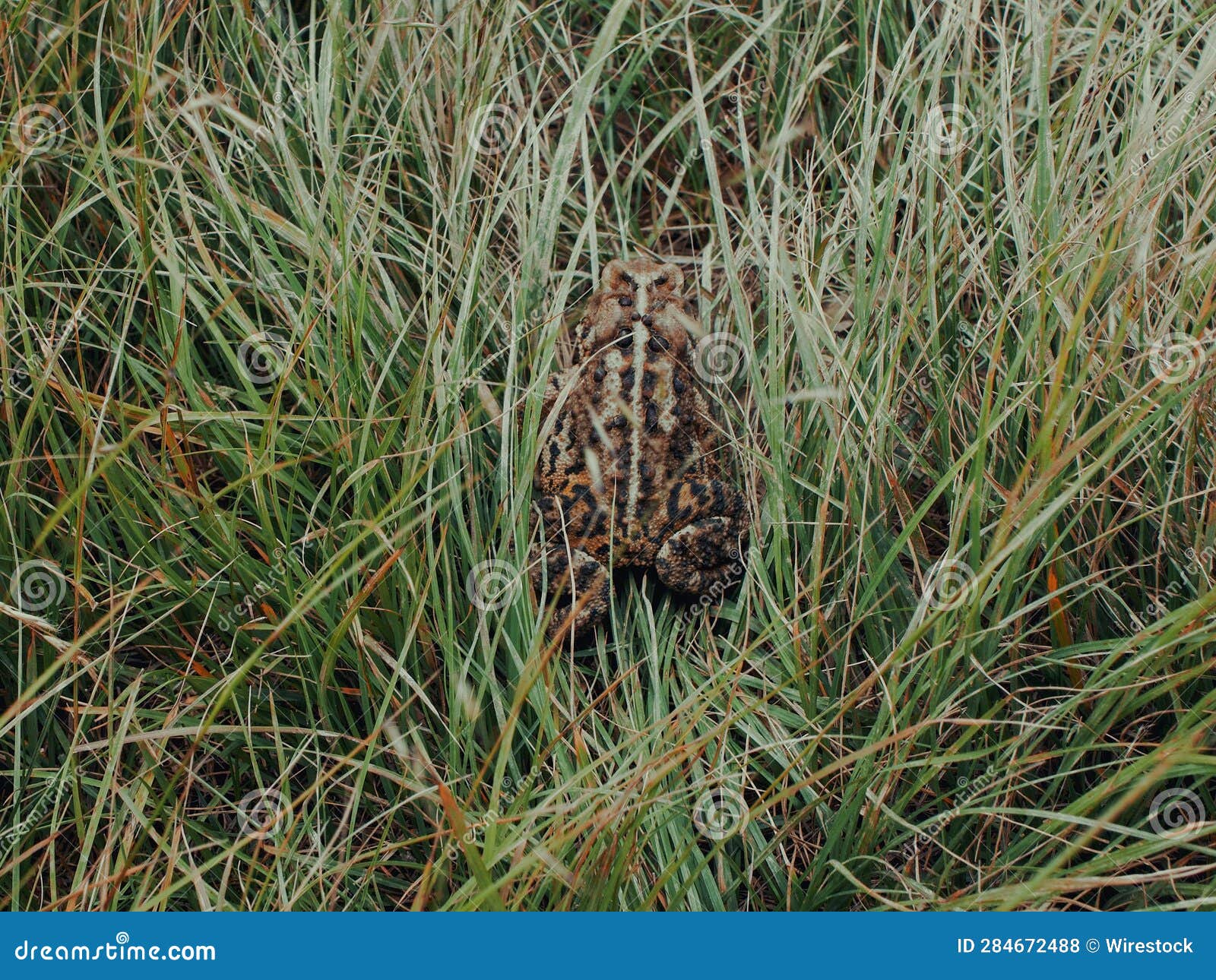 Top View of a Brown Toad in Green Grass Stock Photo - Image of outdoor ...