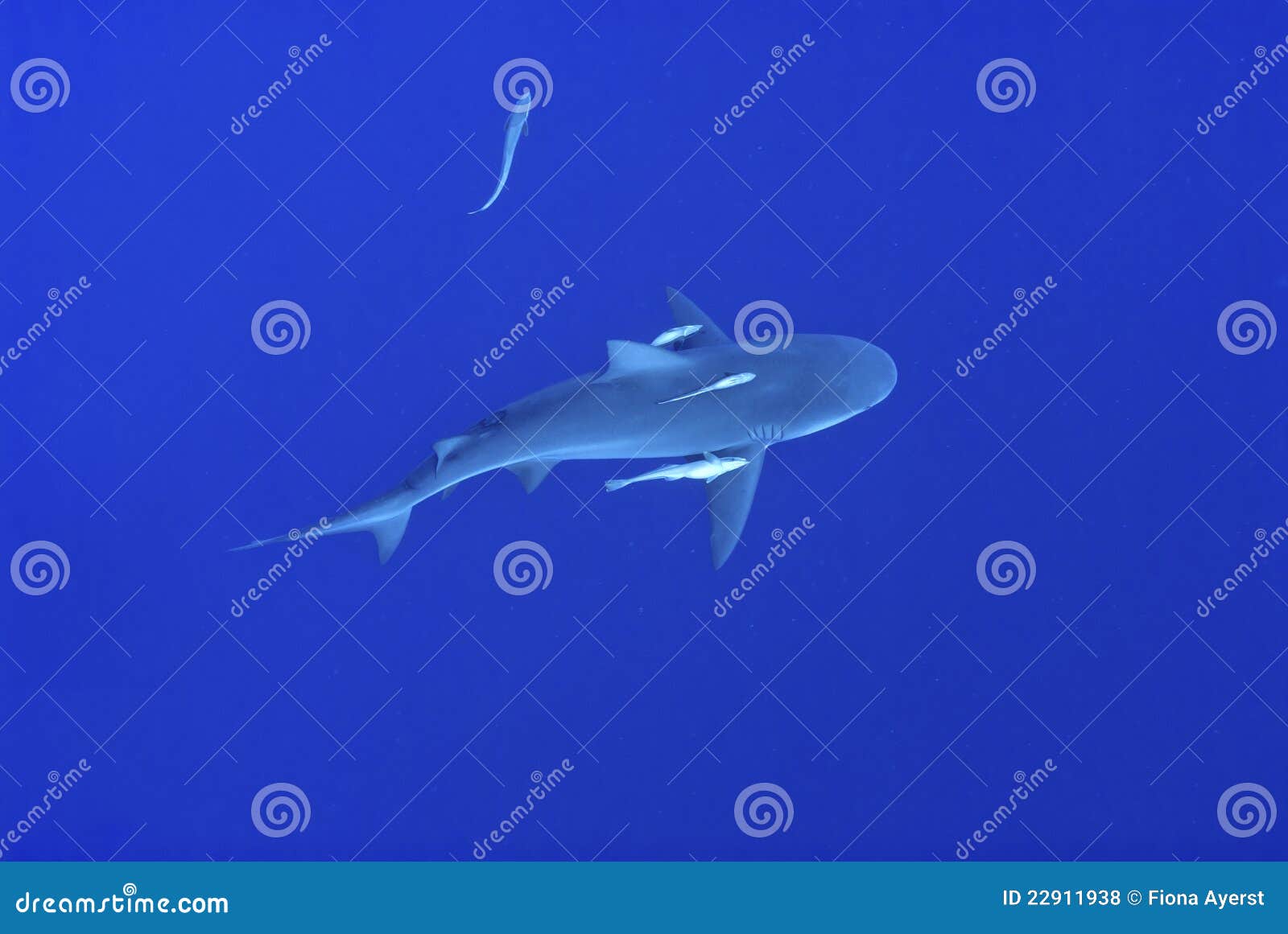 Top view of bull shark stock photo. Image of ocean, indian - 22911938