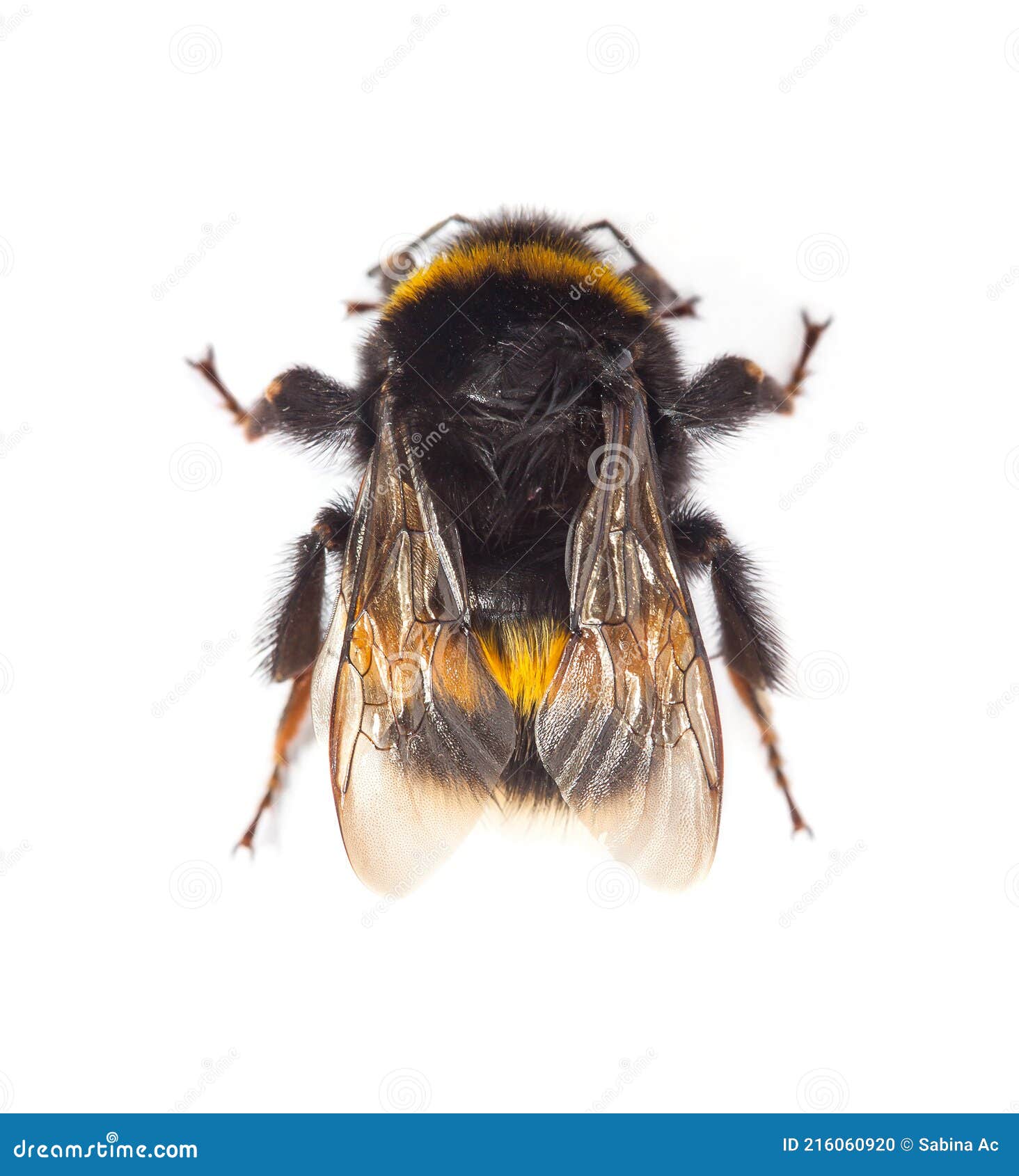 Bumblebee / Bombus Terrestris Royalty-Free Stock Photography ...